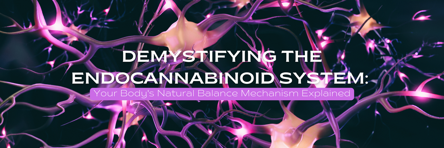 Demystifying the Endocannabinoid System: Your Body's Natural Balance M ...